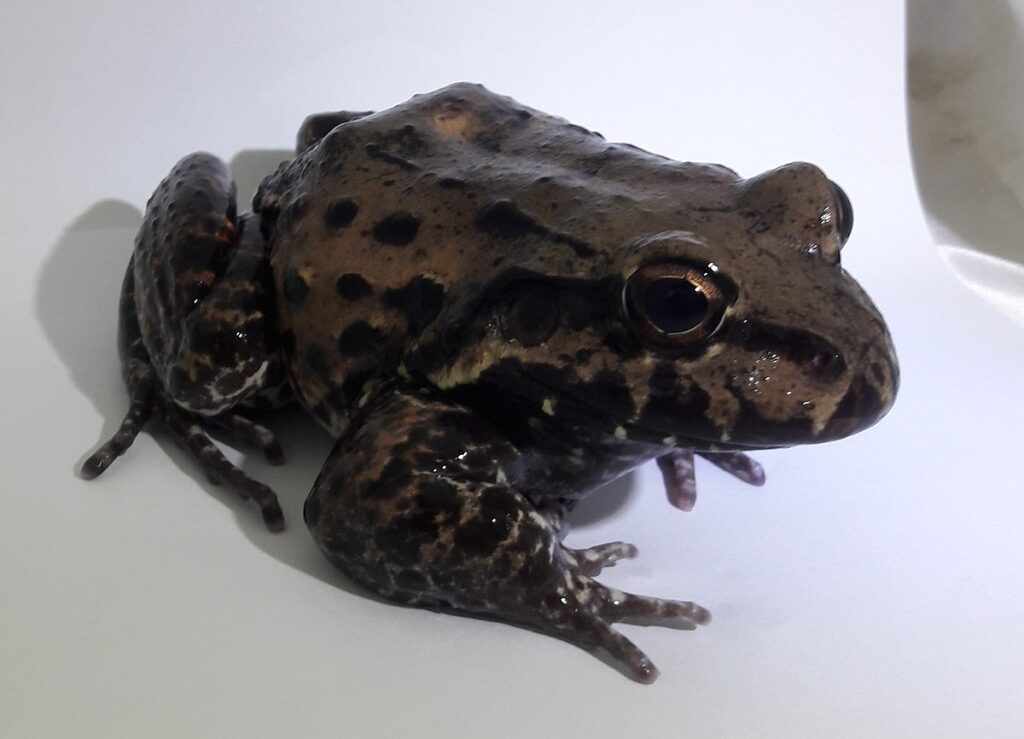 Anfíbios do Campus do Pici – Secretaria de Meio Ambiente – SMAUFC