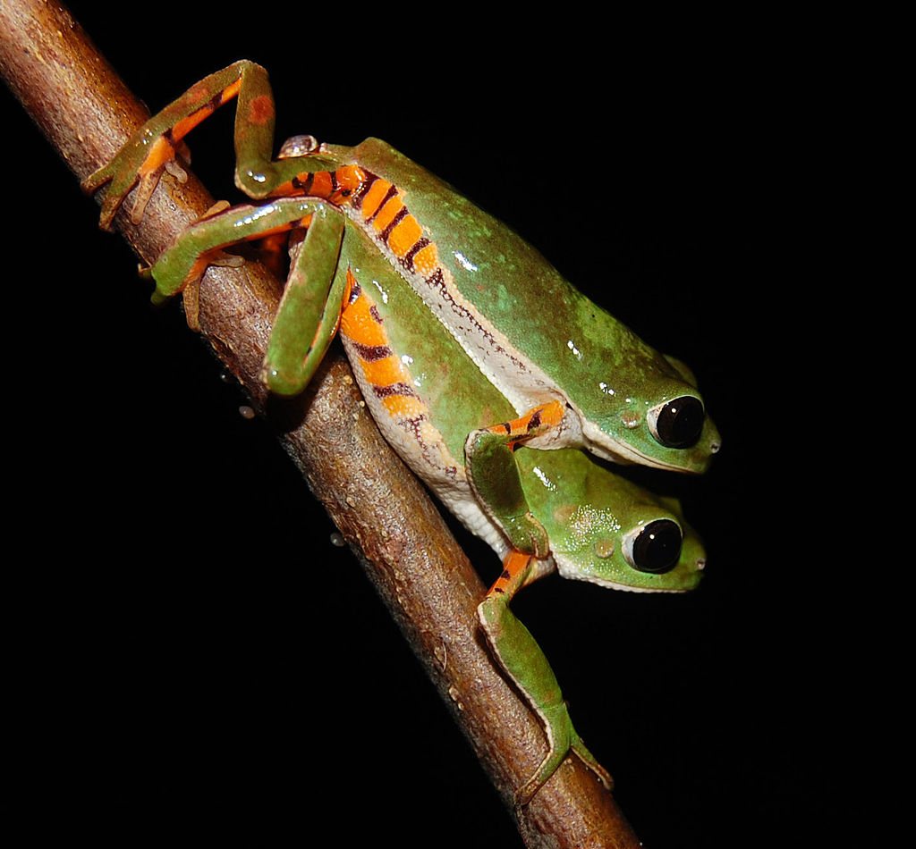 Rã de bananeira – Secretaria de Meio Ambiente – SMAUFC